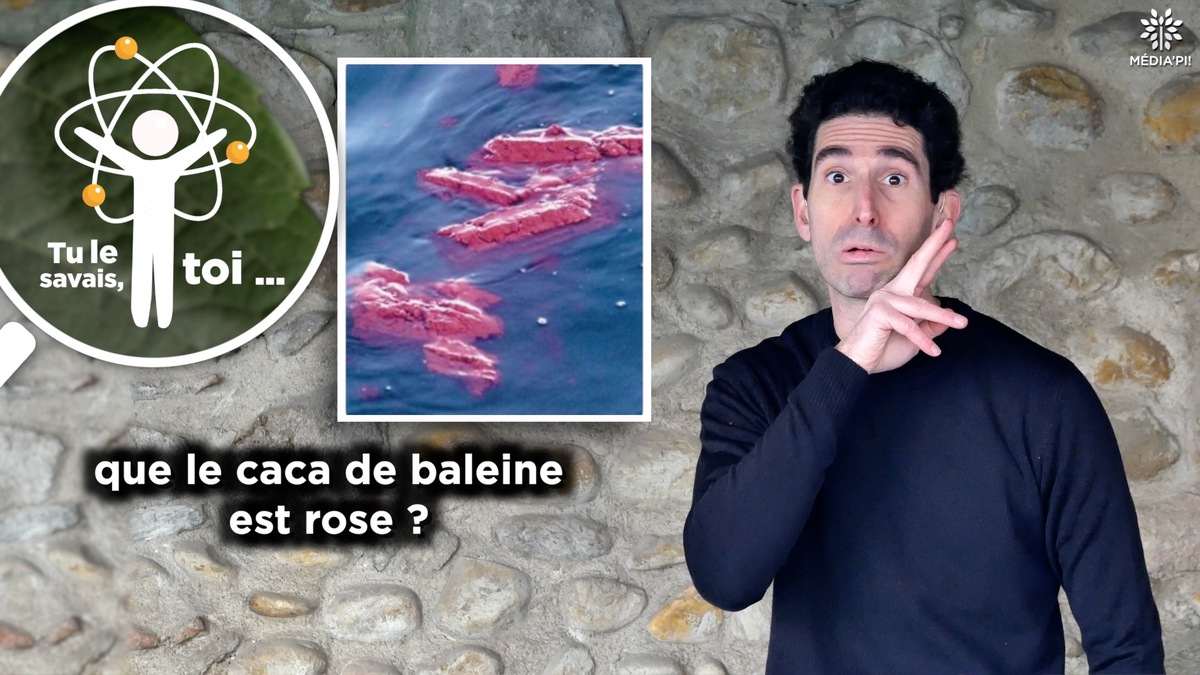 Tu le savais, toi... que le caca de baleine est rose ? - Médiapi
